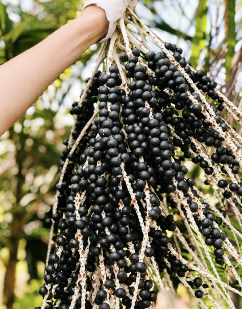 Ingredient Features – Kahuku Farms