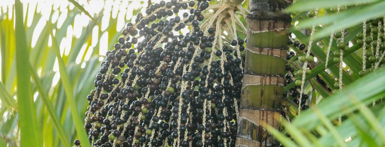 Ingredient Features – Kahuku Farms